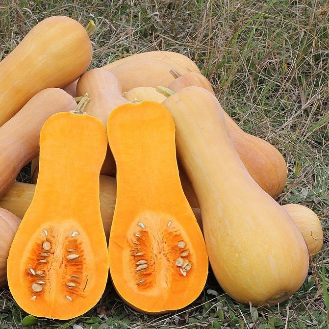 Image – quelques butternuts