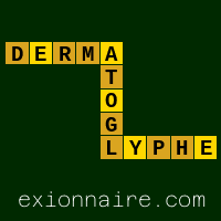 Définition DERMATOGLYPHE